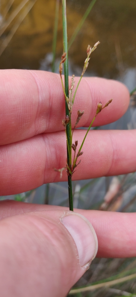 Loose-flowered Rush from Flinders Chase SA 5223, Australien on October ...