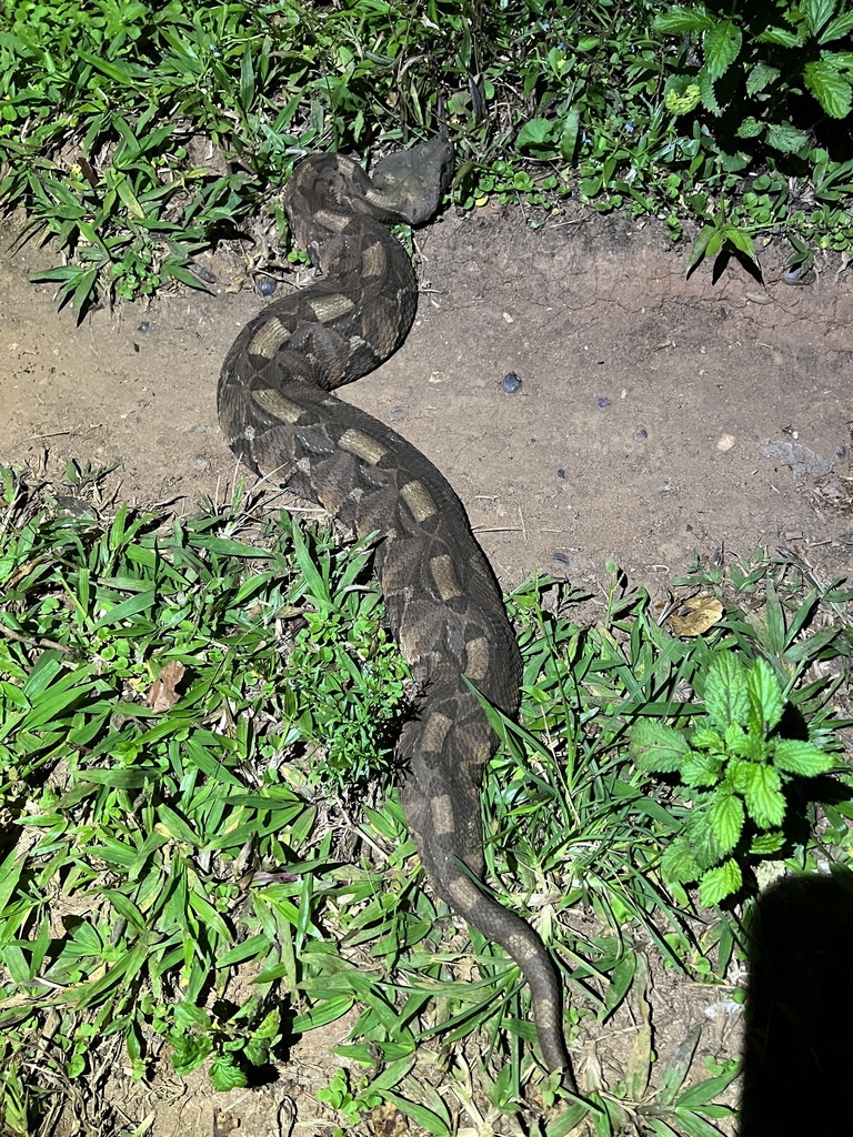 Gaboon Viper from Muheza, TZ on October 16, 2023 at 07:34 PM by Harry ...
