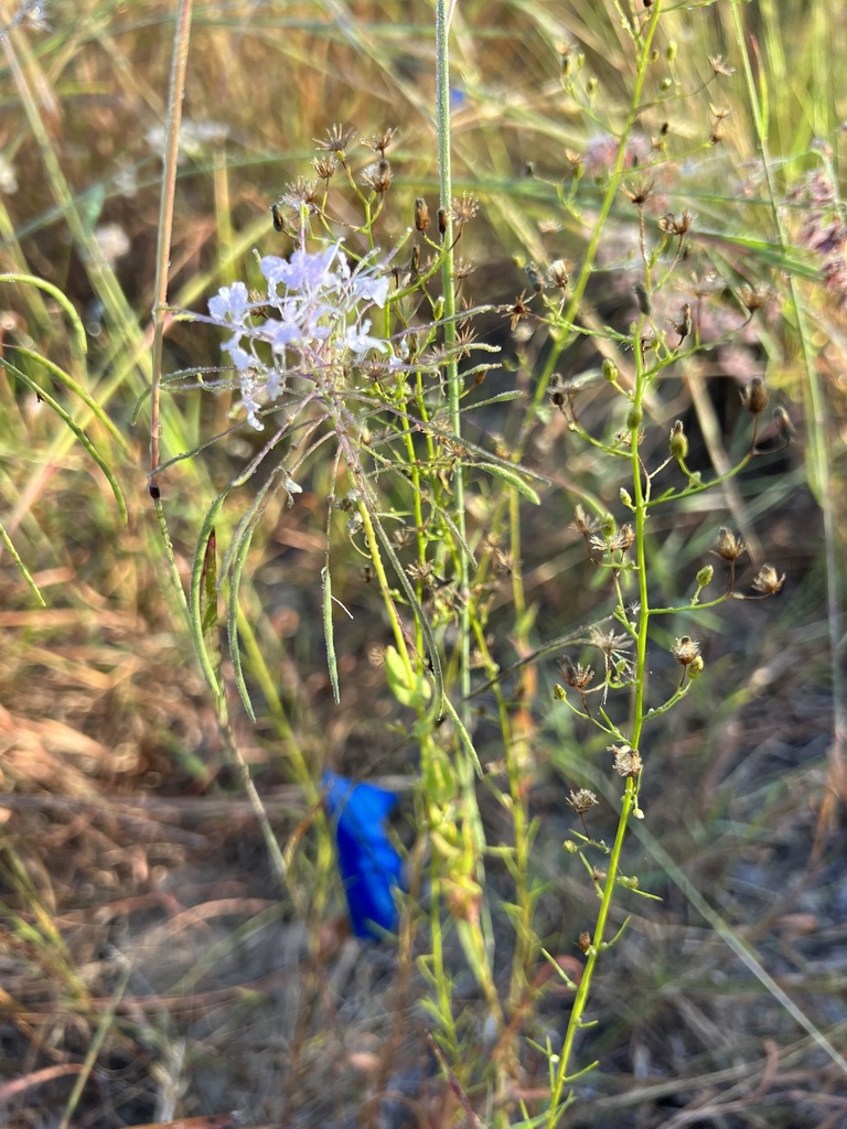 Wide-leaf warea in October 2023 by rmulholl. Restoration introduced ...