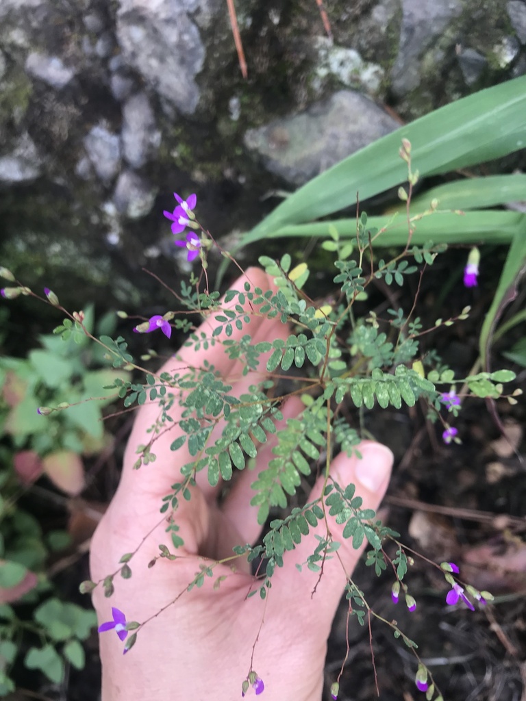 Silver Prairie Clover from Tepoztlán, Mor., MX on October 27, 2023 at ...