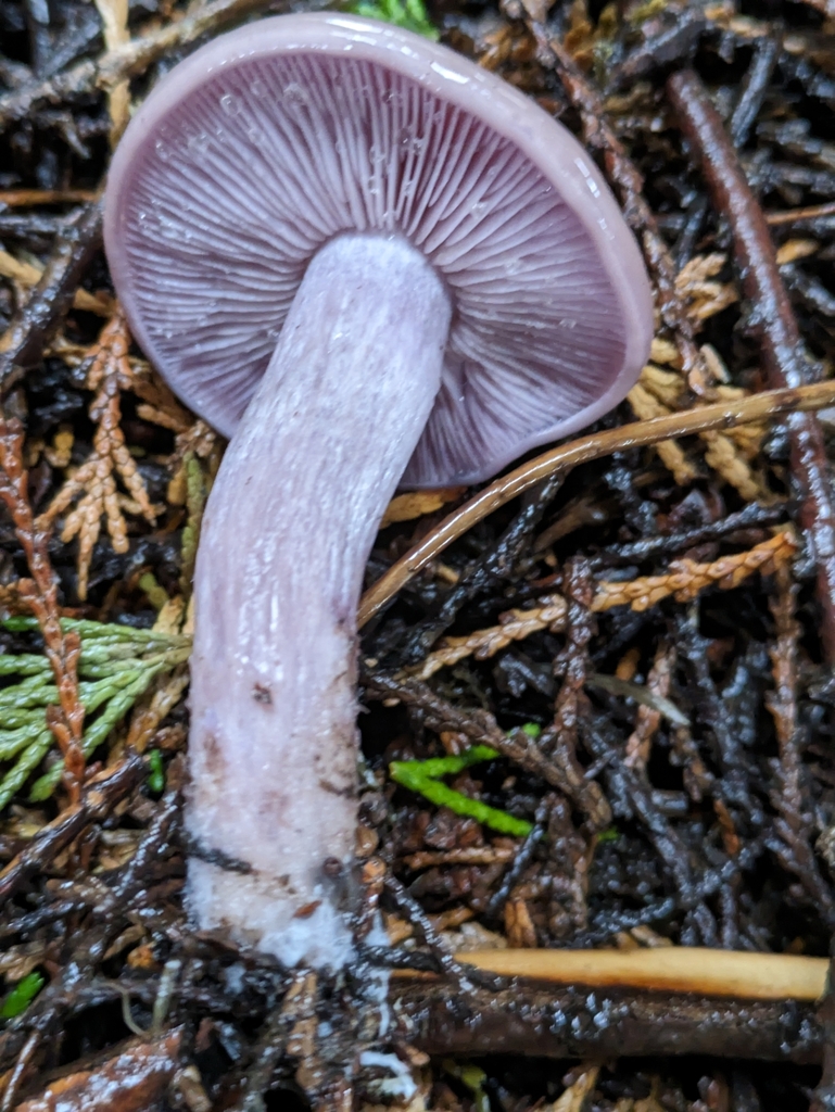 Blewit from Dundee DD4, UK on 28 October, 2023 at 11:42 AM by Darren ...