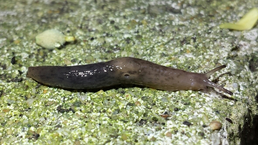 Chestnut Slug from S Bentley Ave, Los Angeles on April 7, 2016 at 07:27 ...