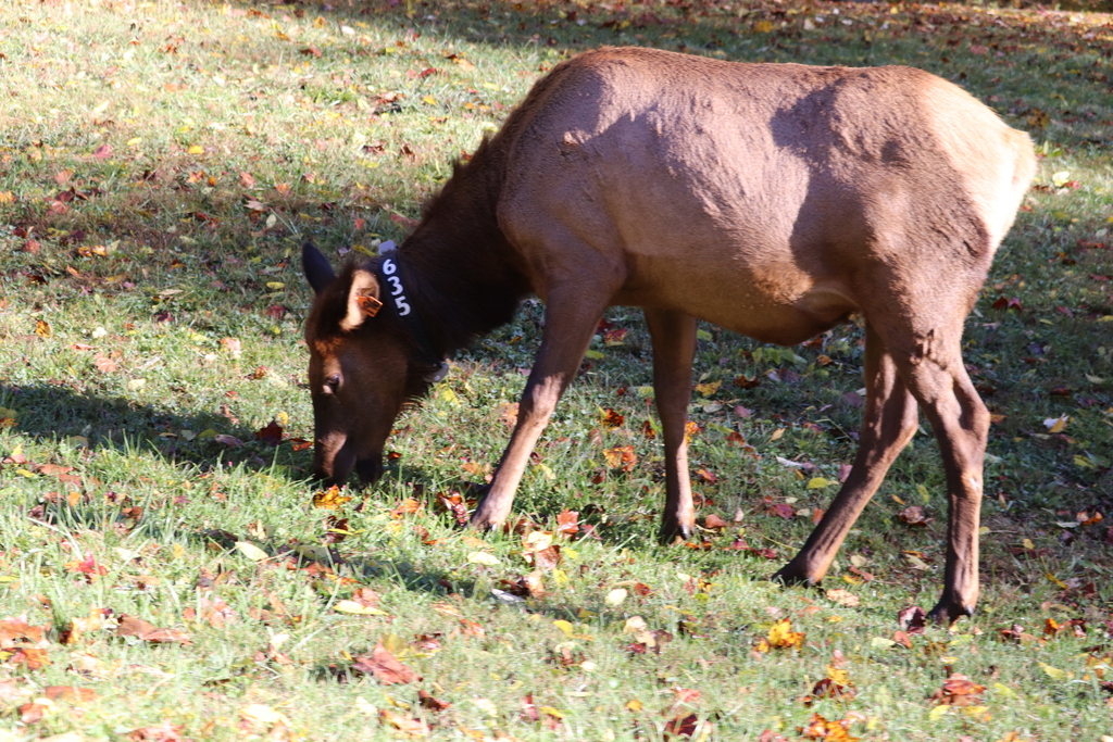 Wapiti in October 2023 by Jim Donten - Donten Photography. Elk ...