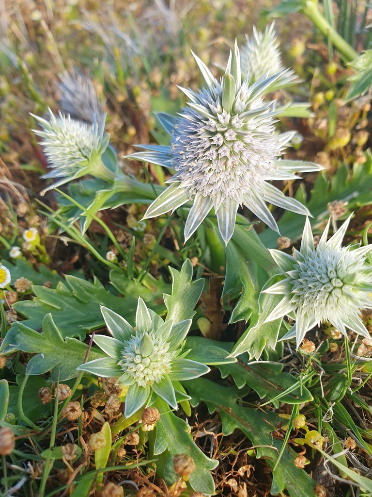 Eryngium pinnatifidum from Leeuwin WA 6290, Australia on October 26 ...