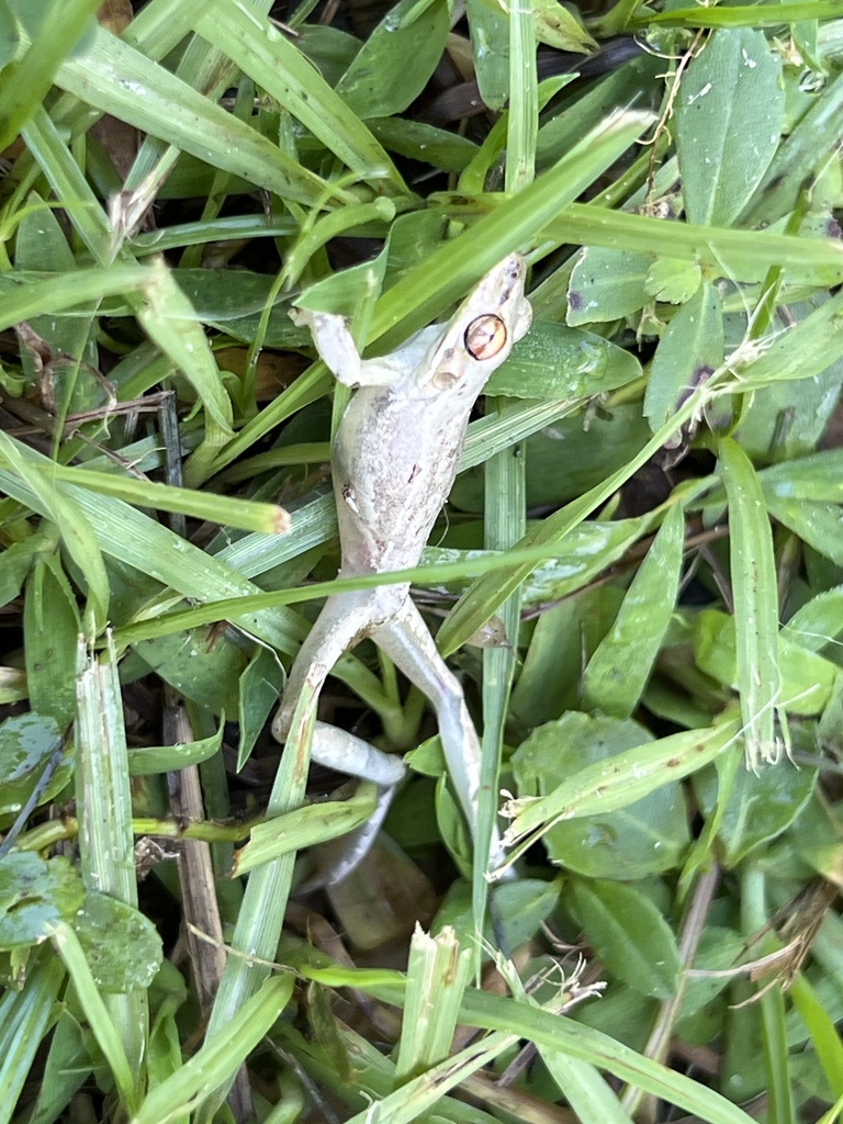 Cuban Tree Frog from Calistoble Loop, Fort Myers, FL, US on October 28 ...