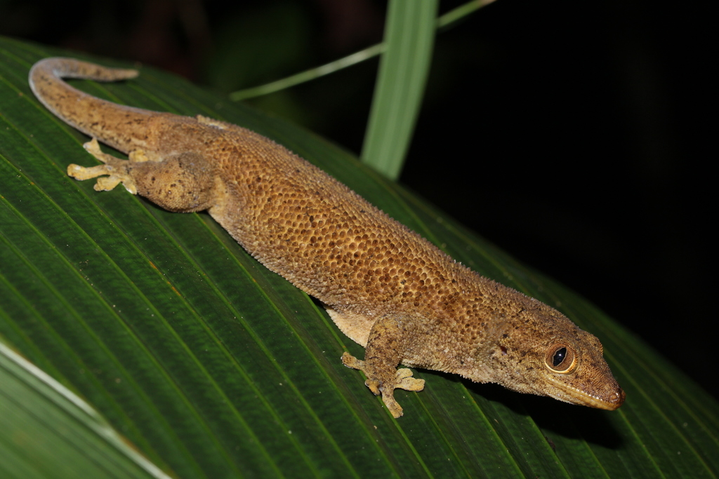 Seychelles Bronze Gecko from Grand'Anse, Praslin on February 15, 2019 ...