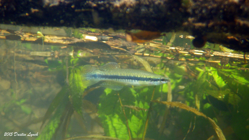 Blackspotted Topminnow from Beaty Creek - big pool downstream of bridge ...