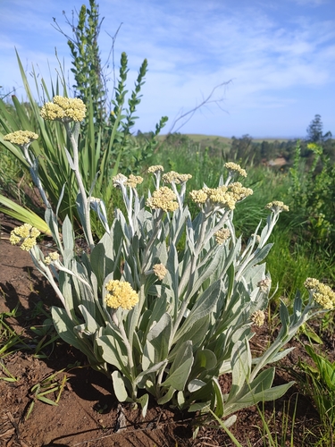 Sticky Everlasting (Helichrysum acutatum) · iNaturalist United Kingdom