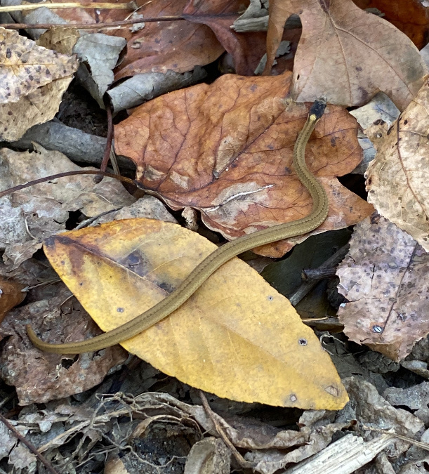Red-bellied Snake from Lithia Springs, GA, US on October 28, 2023 at 02 ...