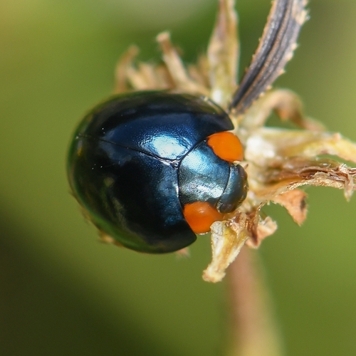 Género Curinus · iNaturalist Mexico