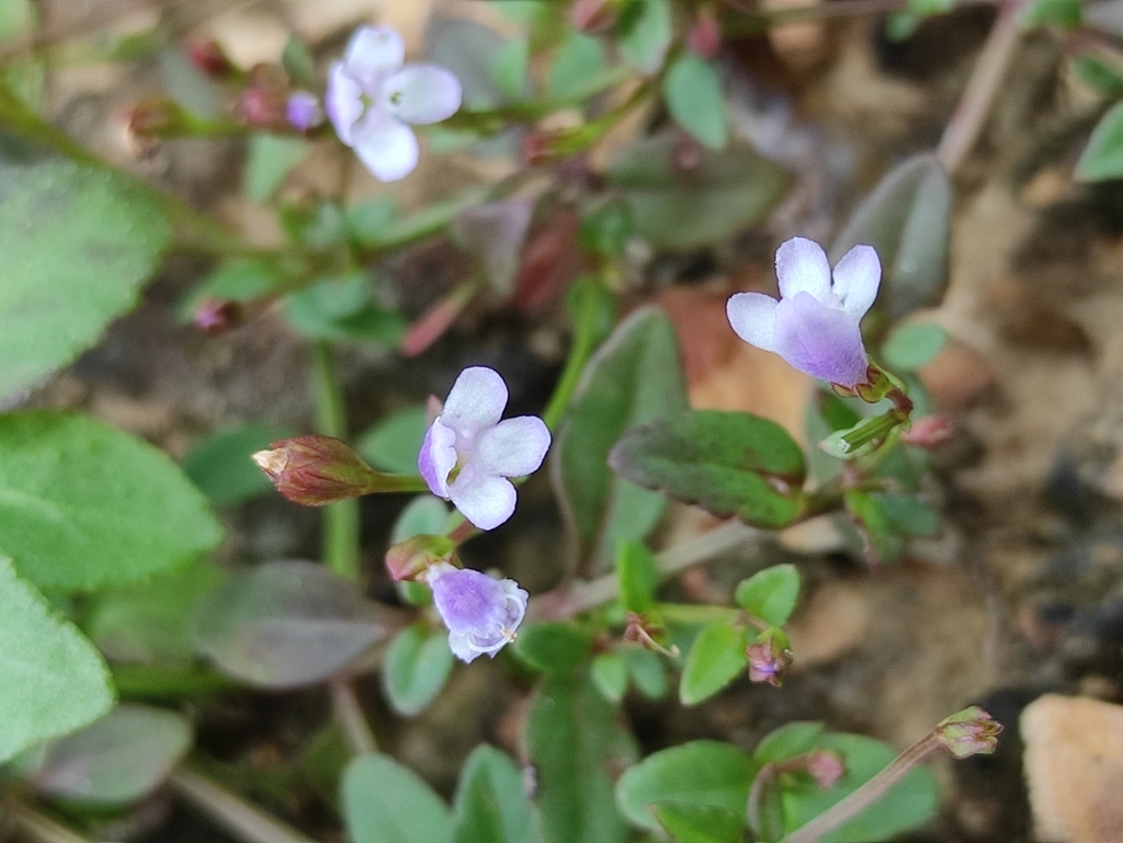 lindernia family from Hpa-An on October 15, 2023 at 11:55 AM by Min ...