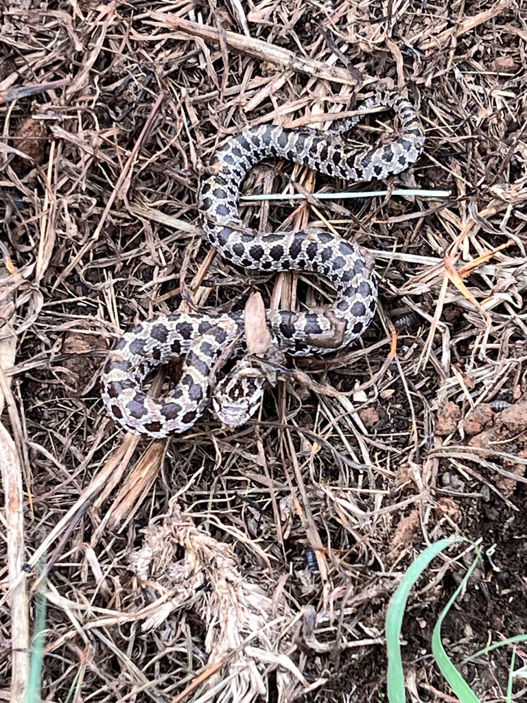 Prairie Kingsnake from County Road 3799, Paradise, TX, US on October 27 ...