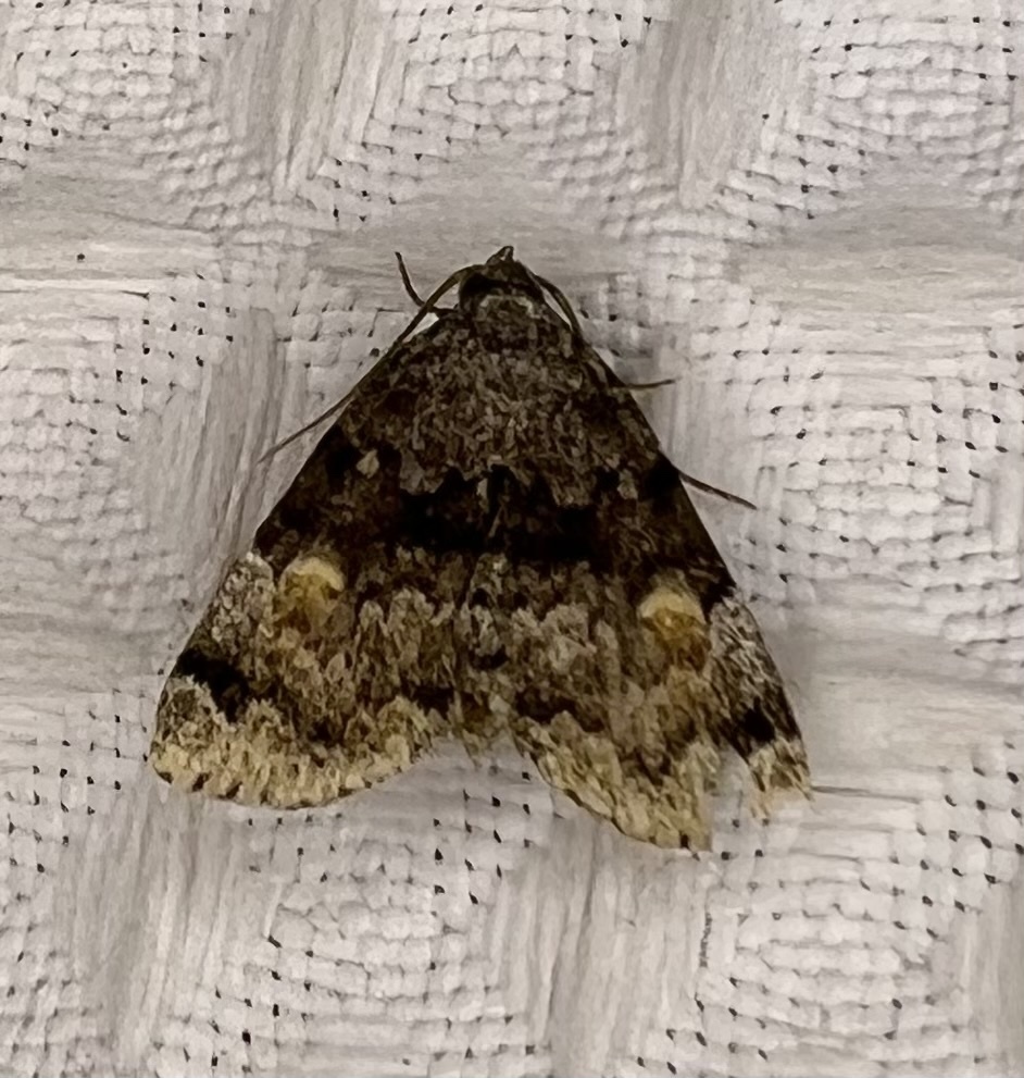 American Idia Moth from Ashford Dr, Plover, WI, US on September 9, 2023 ...