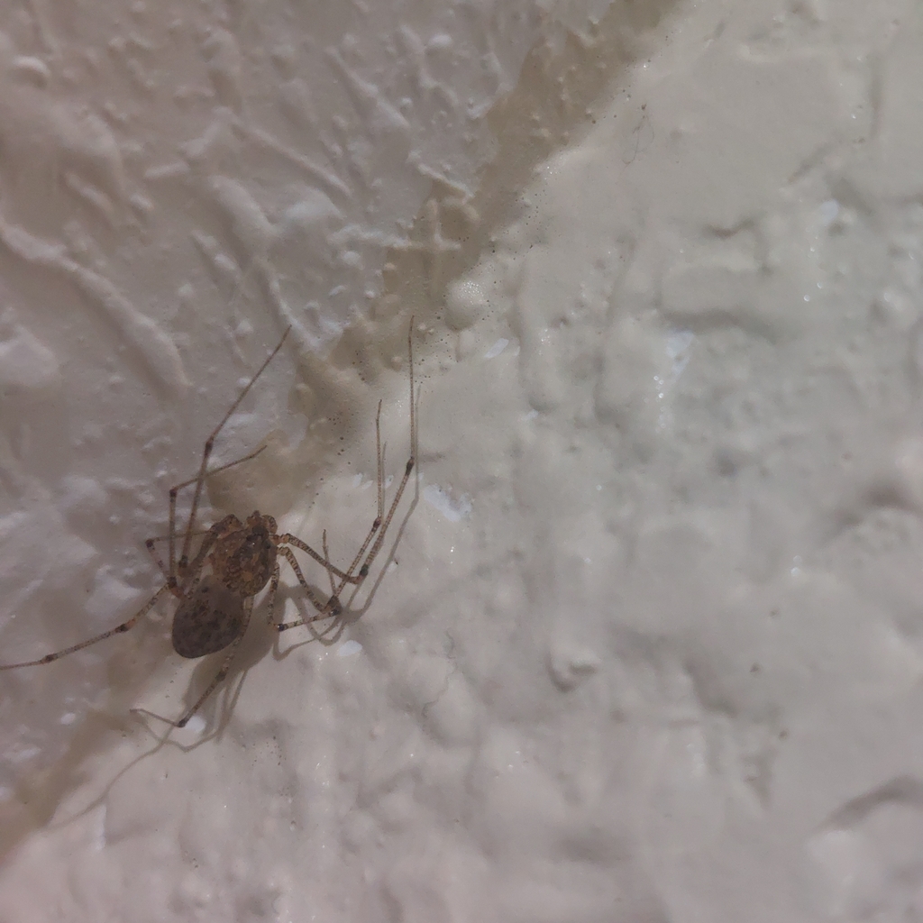 Scytodes atlacoya in October 2023 by Ethan Hollender · iNaturalist