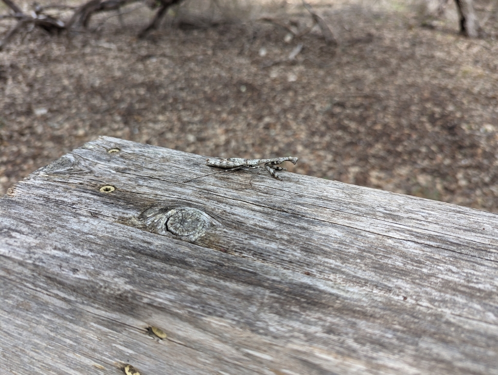 Carolina Mantis from San Antonio, TX 78231, USA on October 28, 2023 at ...