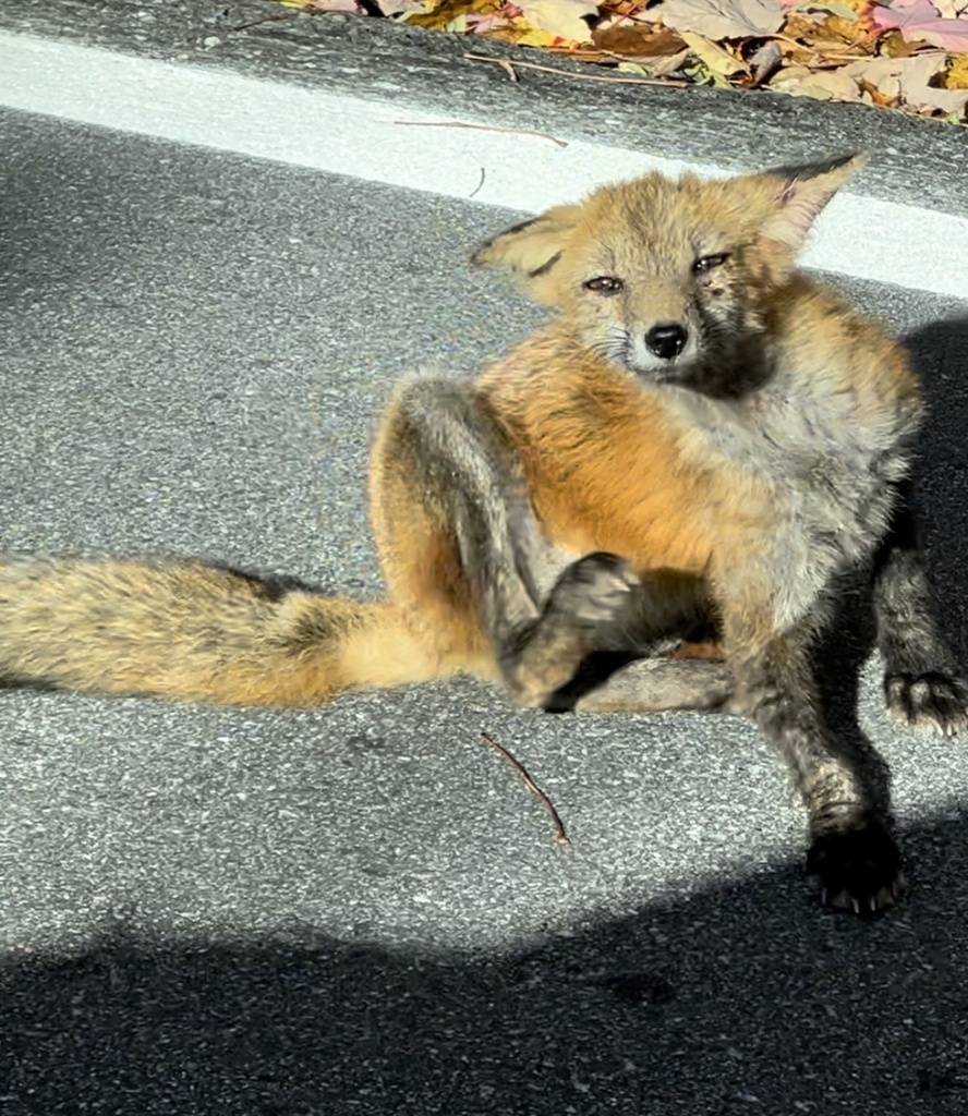 Red Fox from Pisgah National Forest, Seven Devils, NC, US on October 28 ...