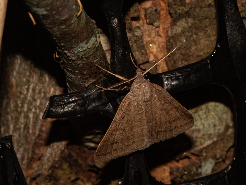 Vetch Looper Moth from Anne Arundel County, MD, USA on October 26, 2023 ...