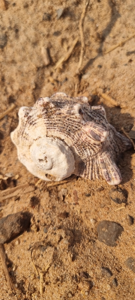 Lacinate Dolphin Shell from Port Hedland WA 6721, Australia on October ...