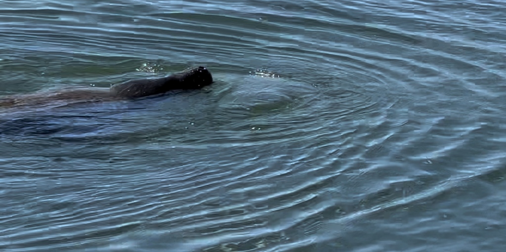 Florida Manatee in October 2023 by Elliot Green. The manatee was about ...