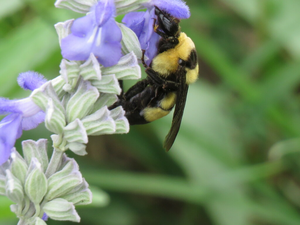 Southern Plains Bumble Bee from Midlothian, TX, USA on October 28, 2023 ...