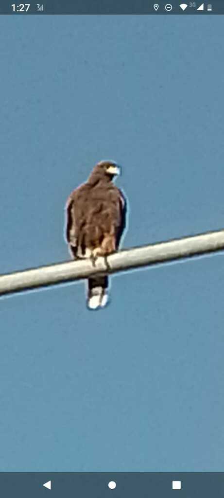 Harris's Hawk from García, Nuevo Leon, Mexico on August 1, 2022 at 04: ...