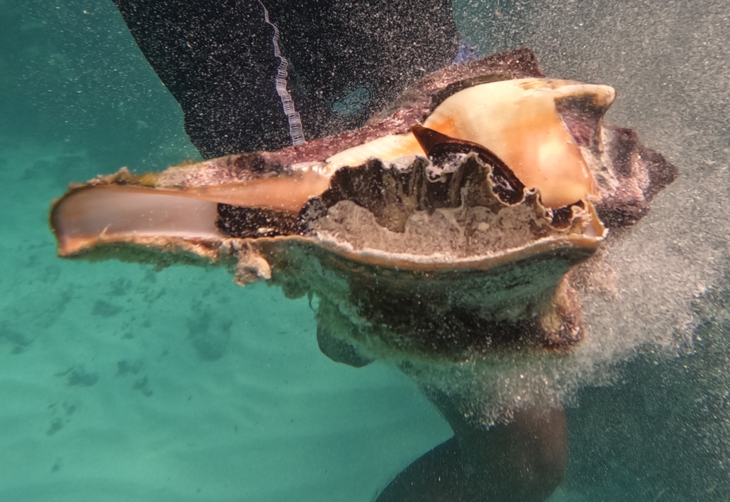 West Indian Chank Shell from Arrecifes de Puerto Morelos, Q. Roo on ...