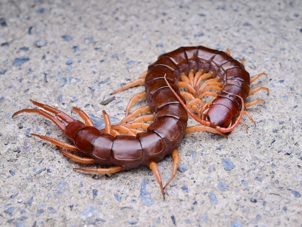 Vietnamese Centipede from 中国云南省西双版纳傣族自治州勐腊县 on October 20, 2023 at 09: ...