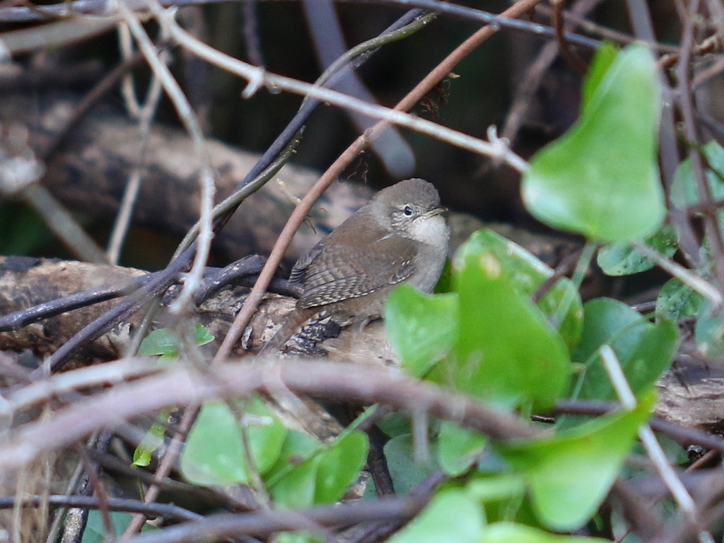 House Wren from Monroe County, FL, USA on October 28, 2023 at 09:32 AM ...