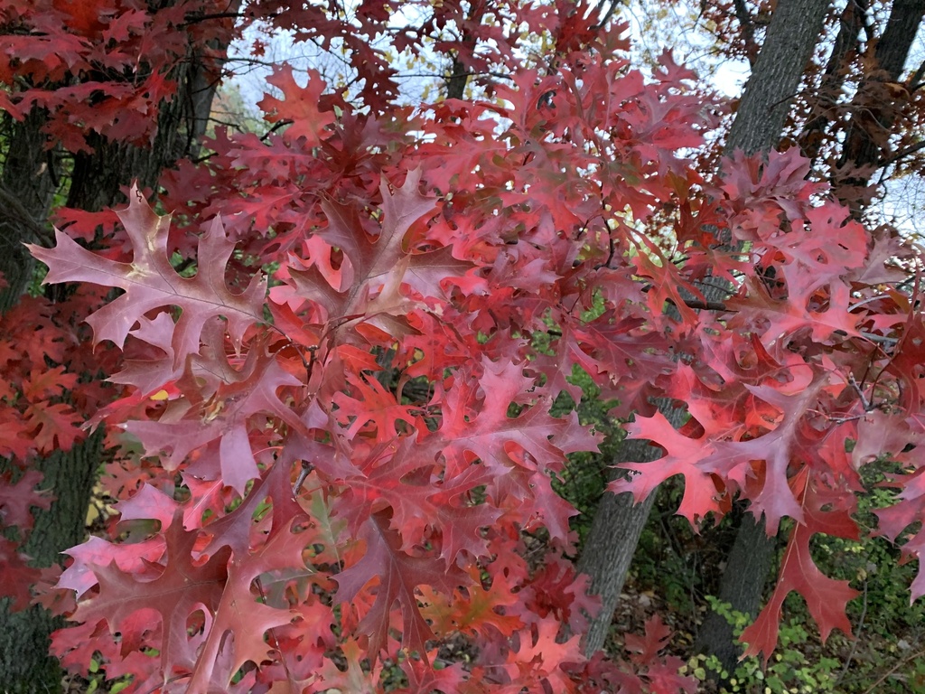 northern pin oak from University of Wisconsin–Madison Arboretum ...