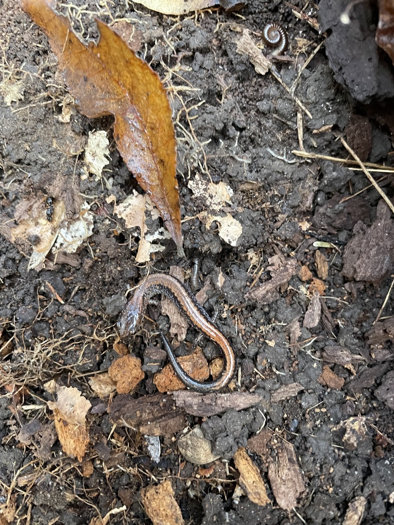 Eastern Red-backed Salamander from Puslinch, ON, CA on October 28, 2023 ...