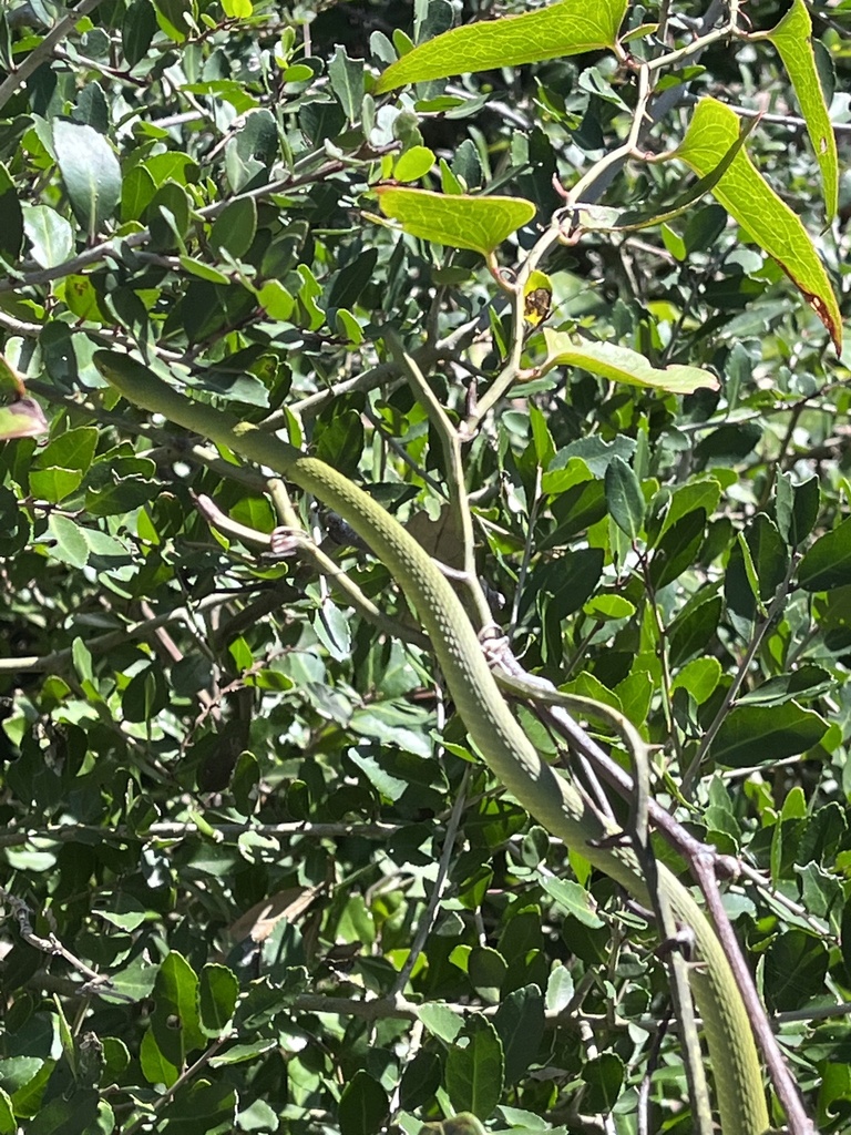 Rough Greensnake from Cape Hatteras National Seashore, Rodanthe, NC, US ...