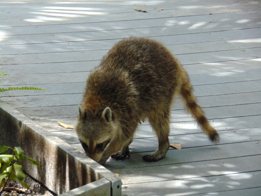 Common Raccoon from Miami, FL 33131, USA on August 9, 2020 at 03:08 AM ...