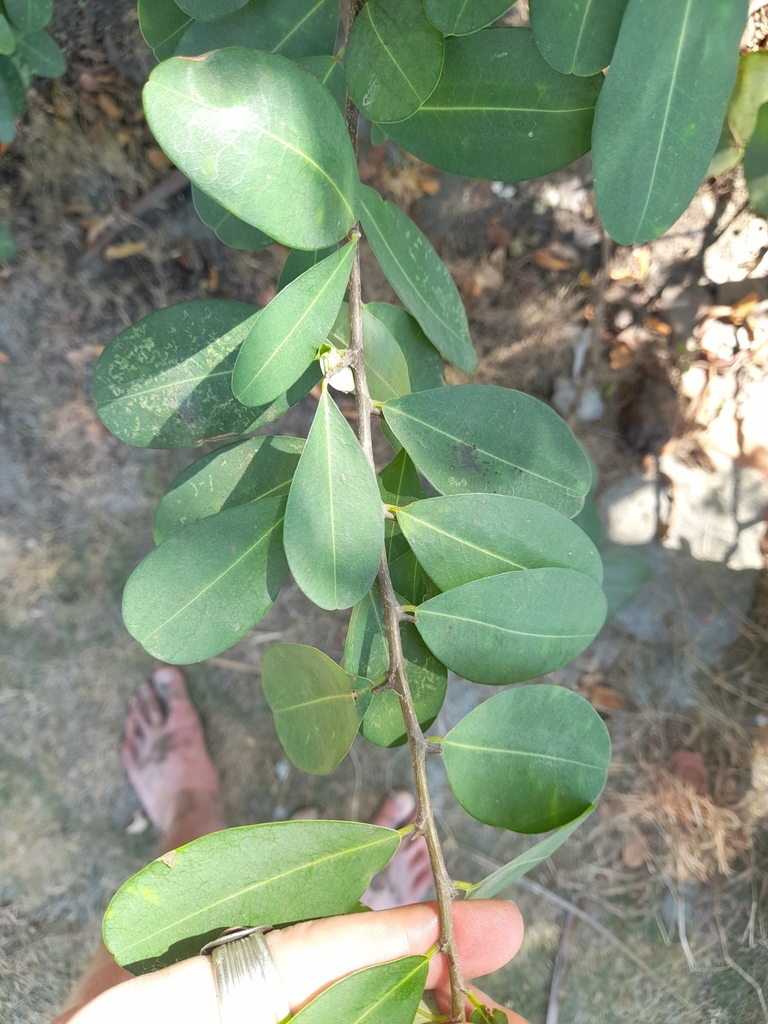 coca from Santa Marta, Magdalena, Colombia on January 28, 2023 at 02:17 ...