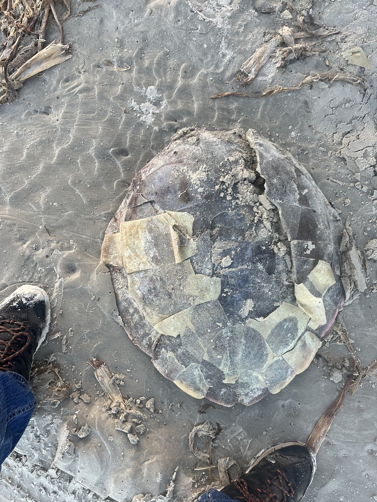 Kemp's Ridley Sea Turtle in October 2023 by Andrew Orgill · iNaturalist