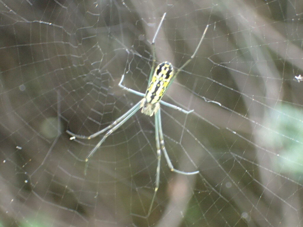 Joro Spider from Guandu District, Kunming, Yunnan, China on July 16 ...