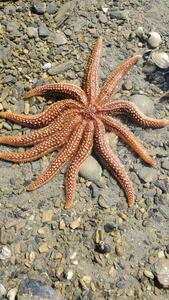Eleven-armed Sea Star from Marlborough, New Zealand on October 29, 2023 ...