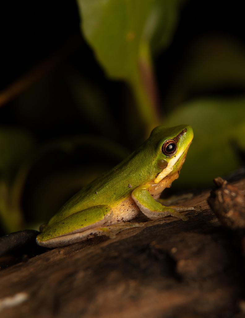 Eastern Dwarf Tree Frog in October 2023 by Nic Vlattas · iNaturalist