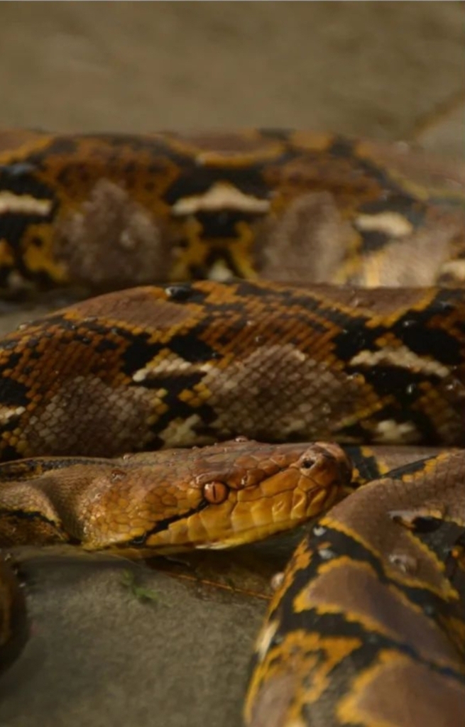 Reticulated Python from RT.4/RW.2, Susukan, Kec. Ciracas, Kota Jakarta ...