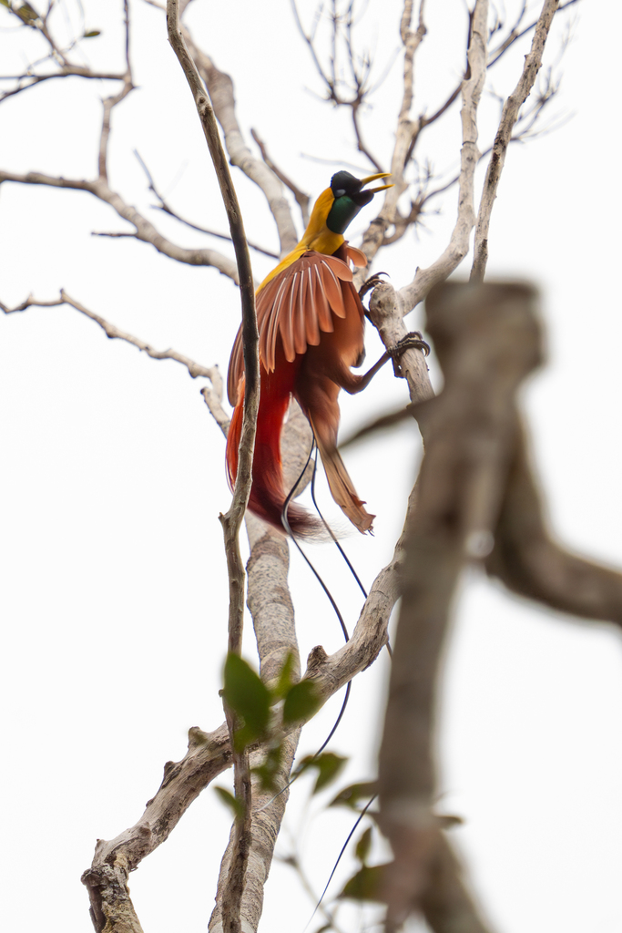 Red Bird-of-Paradise in October 2023 by Sean Rowan Laughlin · iNaturalist