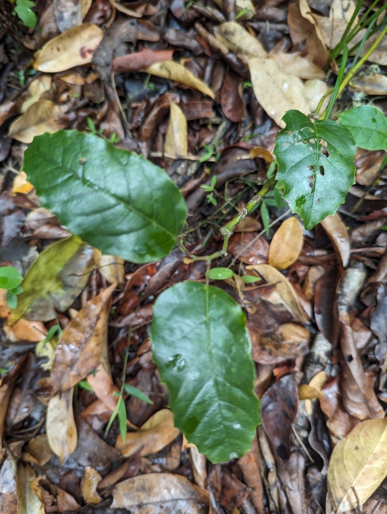 Kangaroo Vine from Toonumbar NSW 2474, Australia on October 28, 2023 at ...