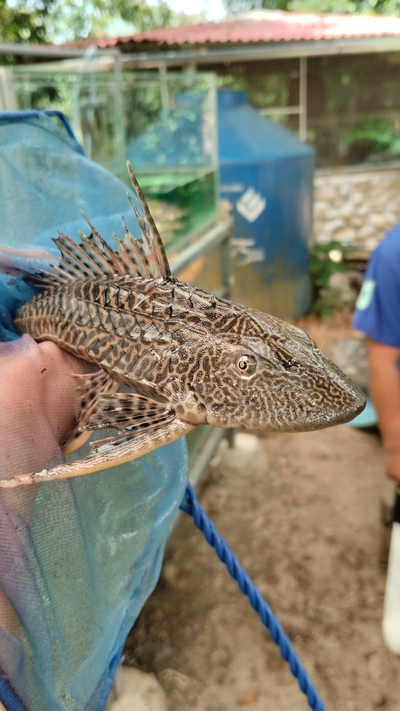 Amazon sailfin catfish from Tarapoto, Perú on August 30, 2023 at 10:23 ...