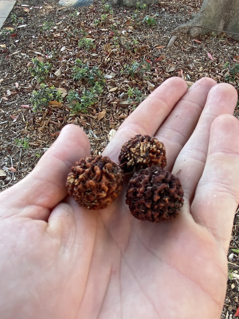 blue quandong from Duhig Tower, St Lucia, QLD, AU on October 29, 2023 ...