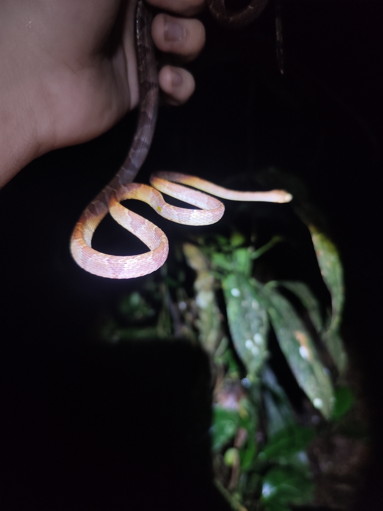 Common Blunt-headed Tree Snake from FW2Q+CCP CURARÉ Tours, Heredia ...