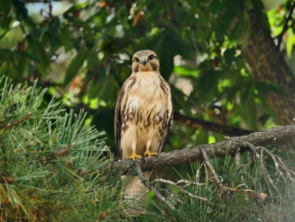 Eastern Buzzard from 038-3542日本 on October 29, 2023 at 11:21 AM by Jacy ...