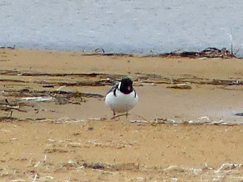 Hooded Plover in October 2023 by Joy Georgeson · iNaturalist