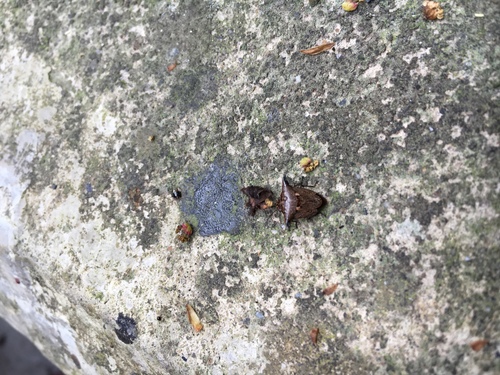 Alcimocoris japonersis · iNaturalist