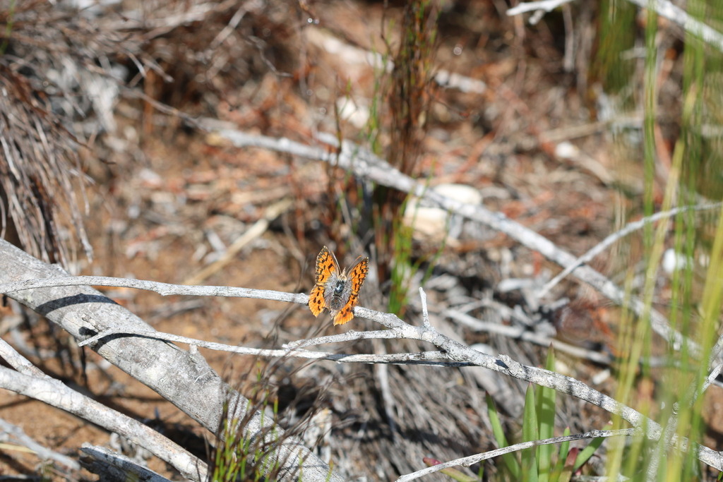 Opal Coppers from Jongensgat on October 16, 2023 at 10:16 AM by Willem ...