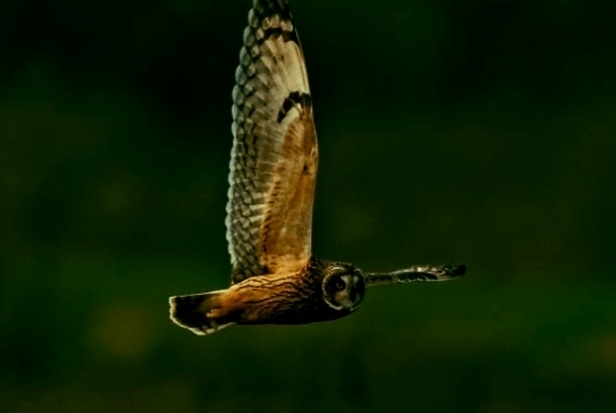 Short-eared Owl from Borehamwood, UK on October 28, 2023 at 11:23 PM by ...