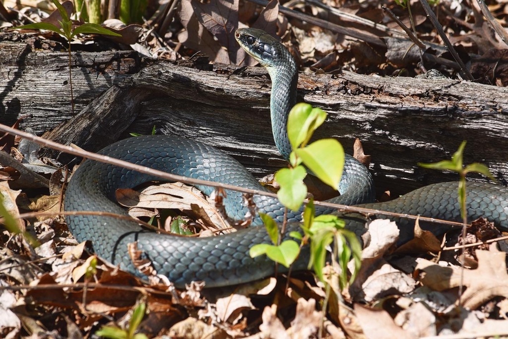 Blue Racer from N 25 E, Chesterton, IN, US on May 28, 2021 at 09:00 AM ...