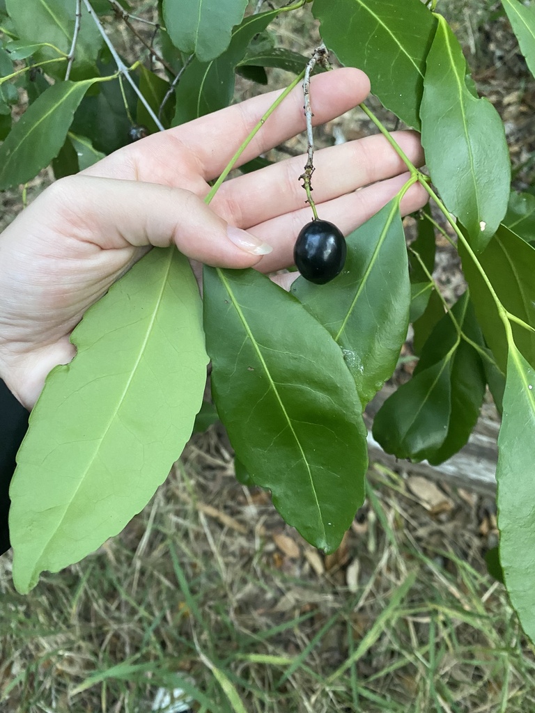 Elaeodendron from O'Connell, QLD, AU on October 29, 2023 at 05:49 PM by ...